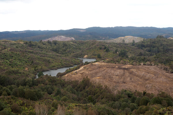 AFFORESTATION: NZ RECOMMENDATIONS | Timber & Forestry Enews